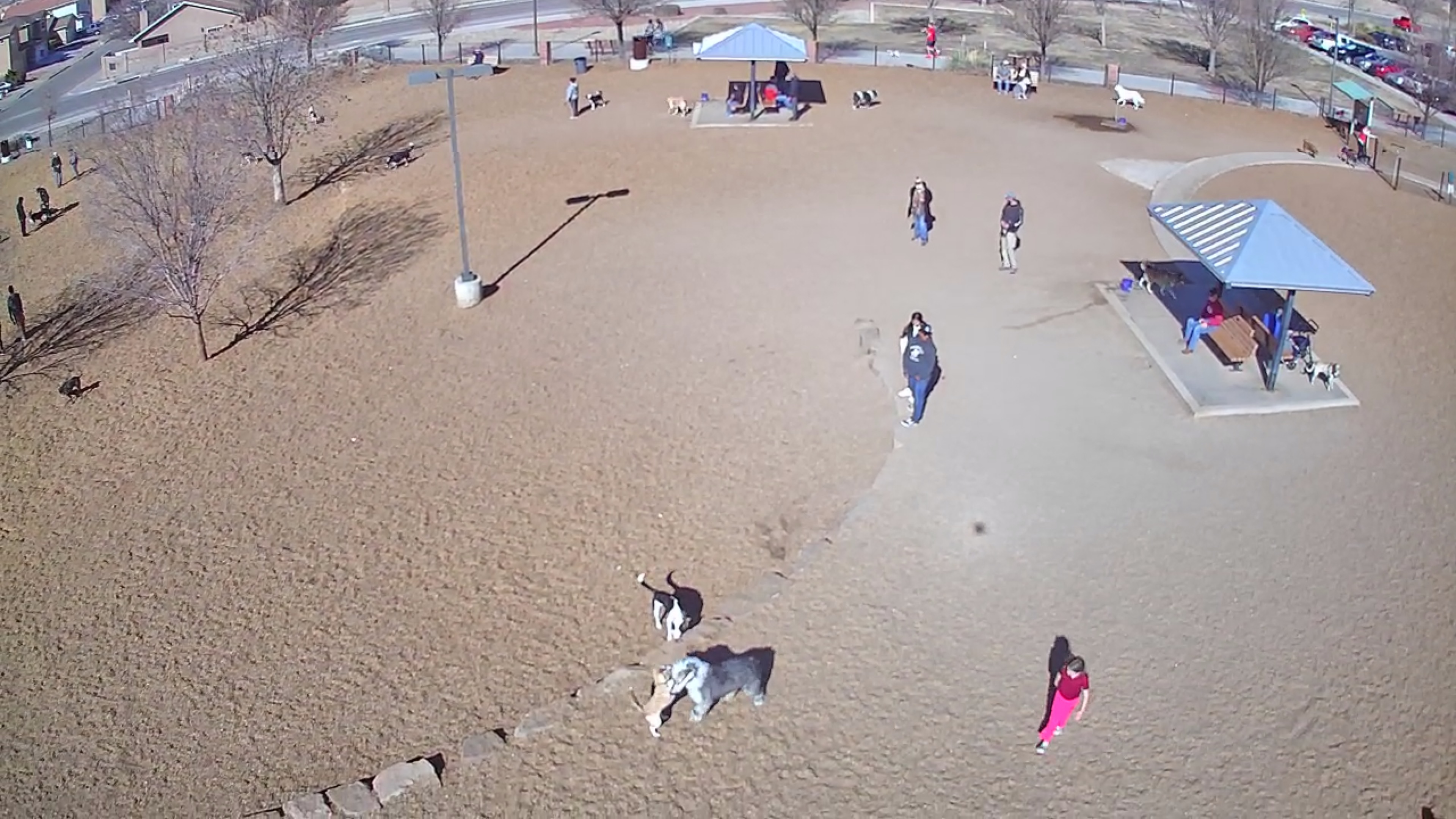 first drone images- dog park Object Detection Model by dog pictures