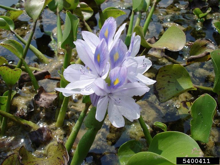 Water Hyacinth Detection Object Detection Model By Navsci