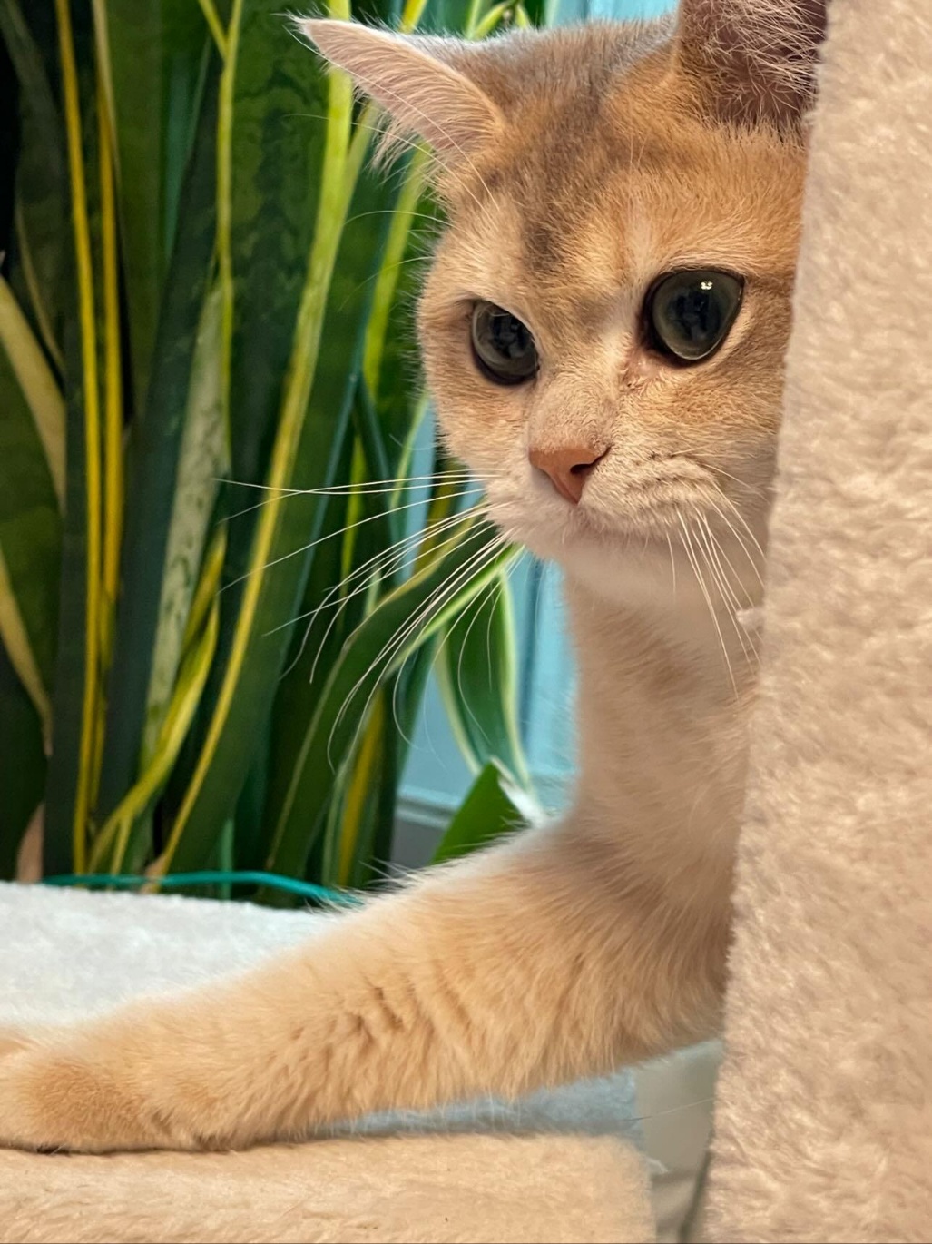 Cat Model Object Detection Dataset And Pre Trained Model By Project Tpjsy