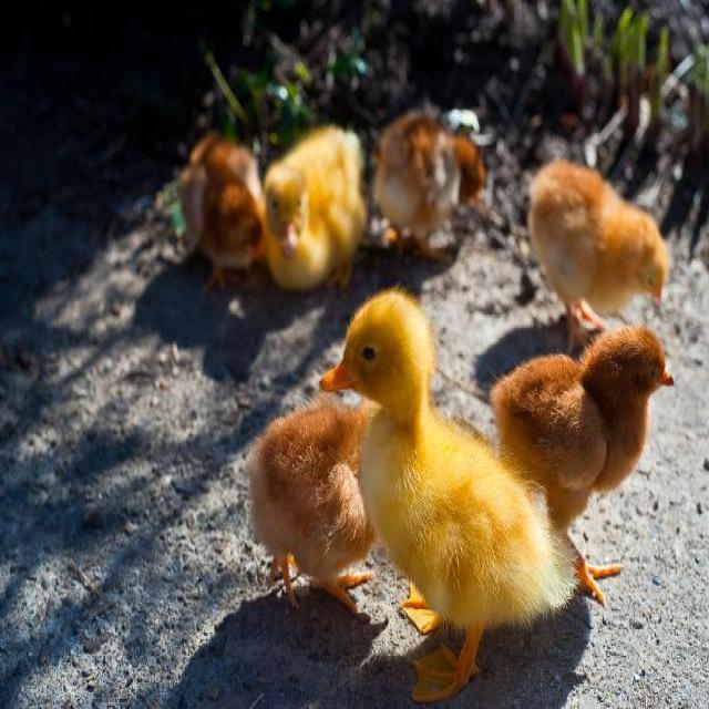 chicken detection Object Detection Dataset by alex