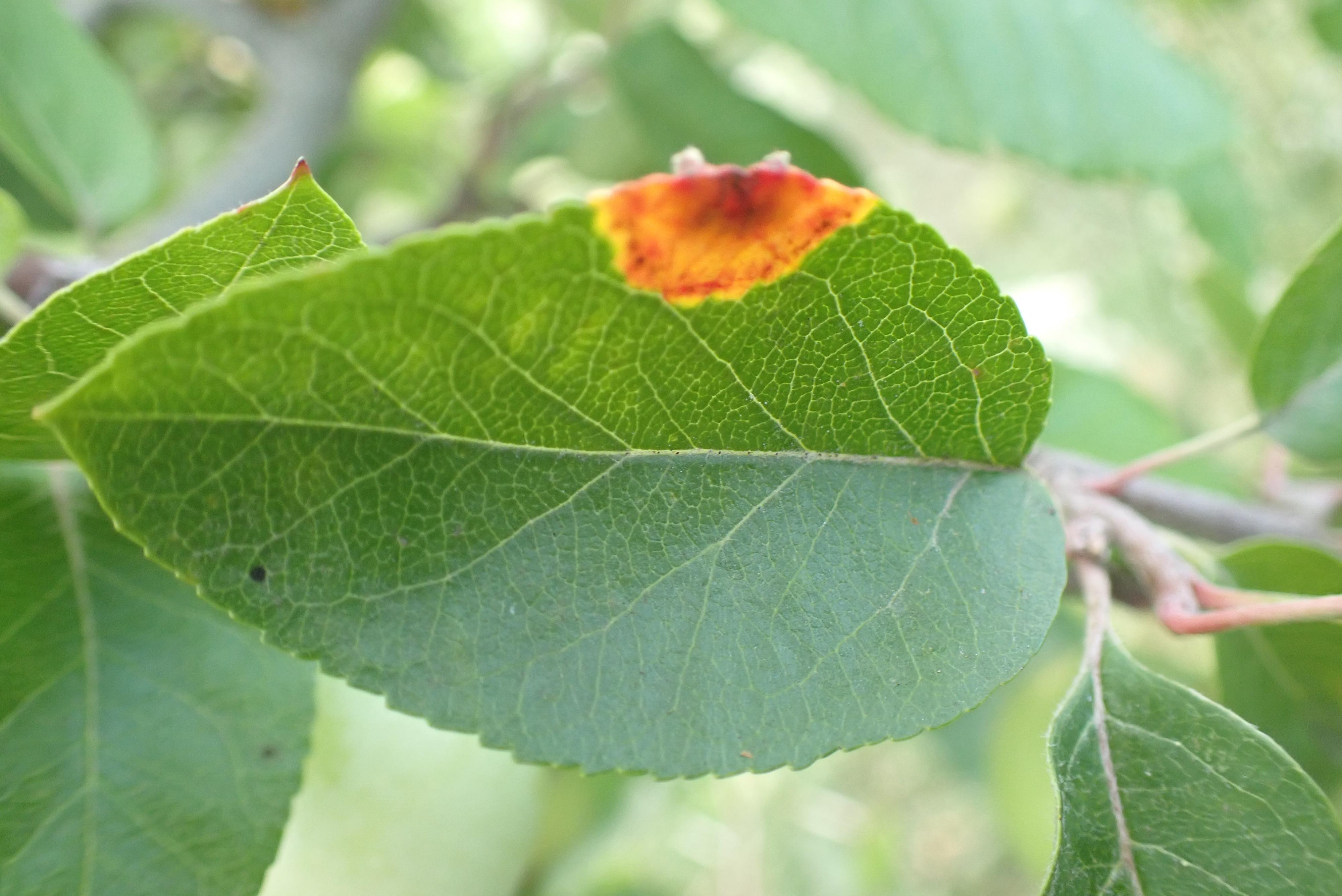 Plant Leaf Disease Detection Object Detection Dataset V1 2025 05 07 4