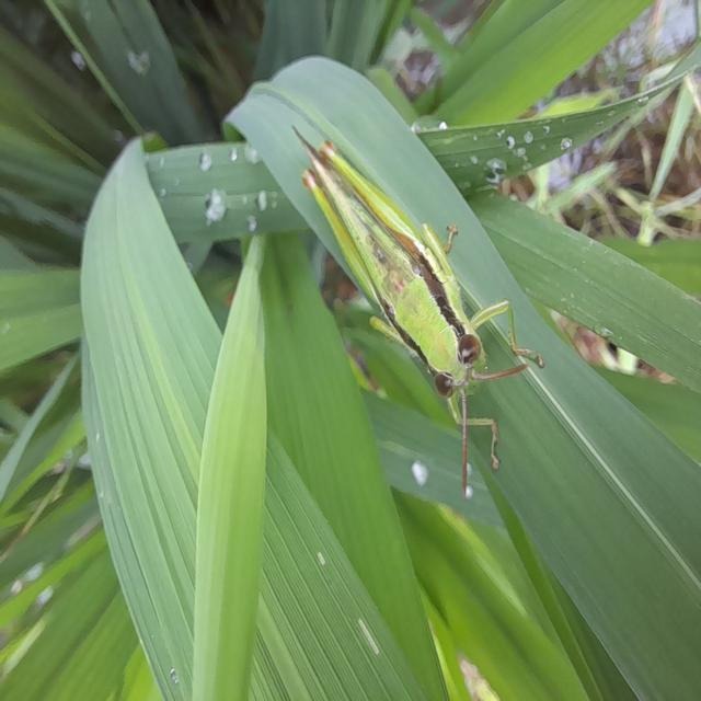 Rice Diseases Object Detection Dataset By Majorproject