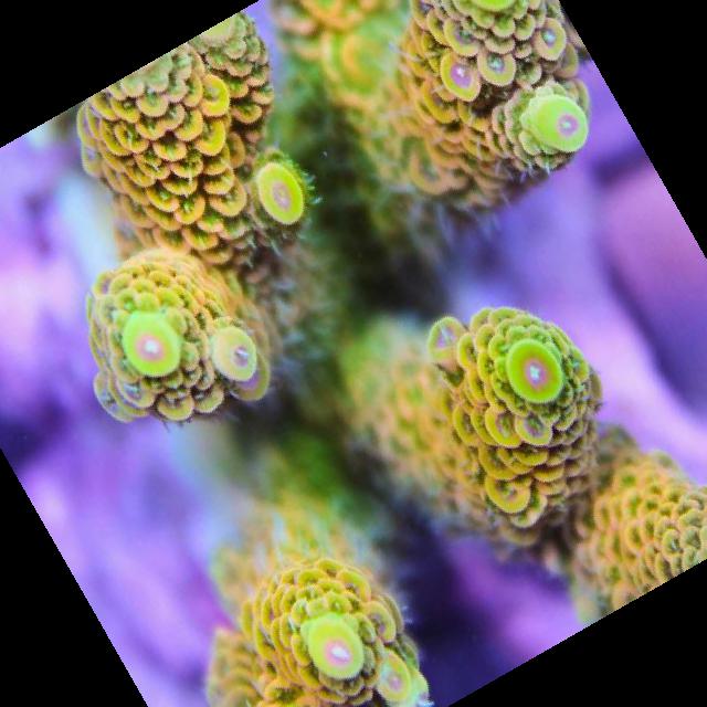 Coral_Segmentation Instance Segmentation Dataset and Pre-Trained Model by Alikhan