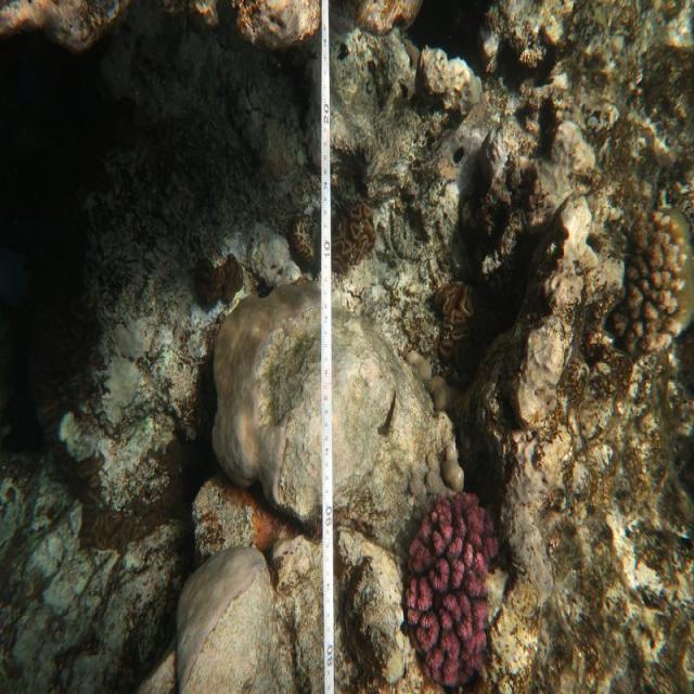 Coral Detection Object Detection Dataset By Alikhan