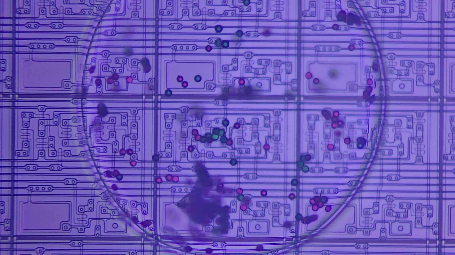 Cell Object Detection Dataset by WCs project
