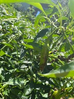 Chili detections - Roboflow Universe