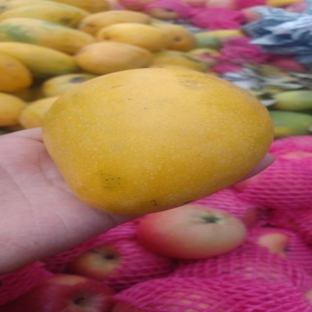 Mango AI - Roboflow Universe