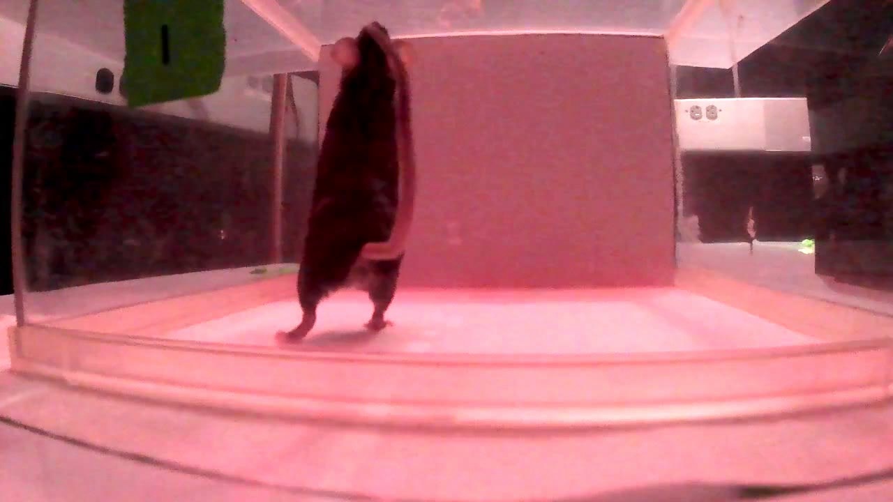 LabGym segmentation Instance Segmentation Dataset by LabGym segmentation