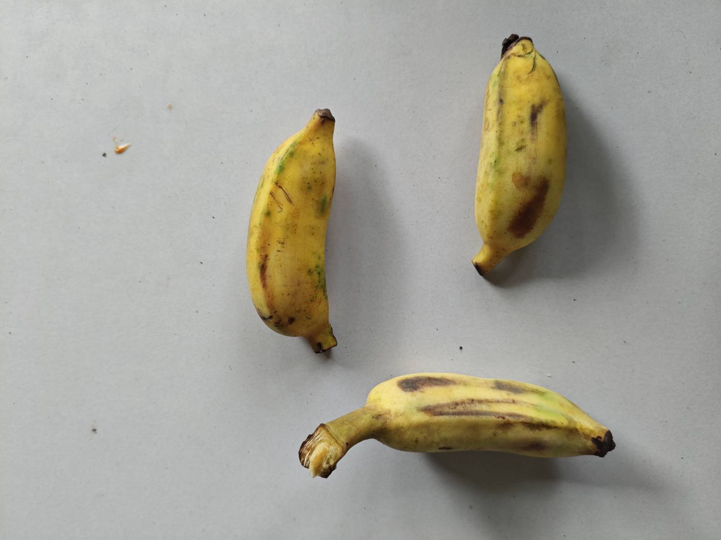 Banana Object Detection Dataset And Pre Trained Model By Supattra