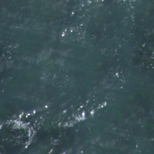 harbor seals Object Detection Dataset by MIDS