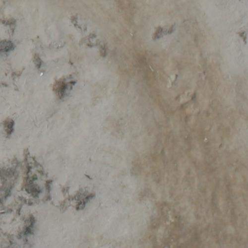 seals Object Detection Model by MIDS