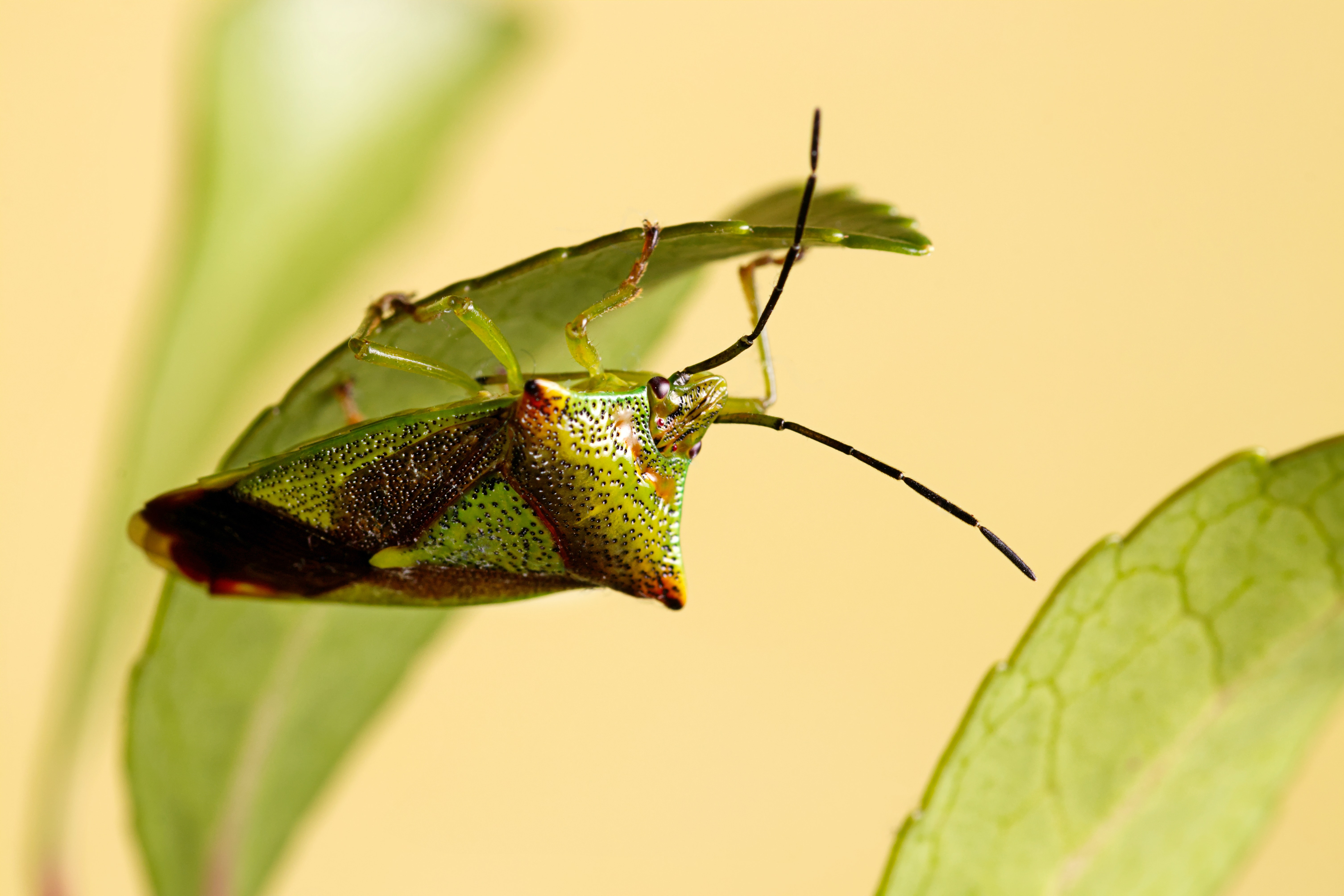 Insect Object Detection Dataset by Gioacchino Ambrosino
