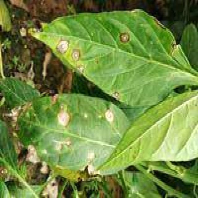 Chili Disease Detection2 Object Detection Dataset By Tugasakhir