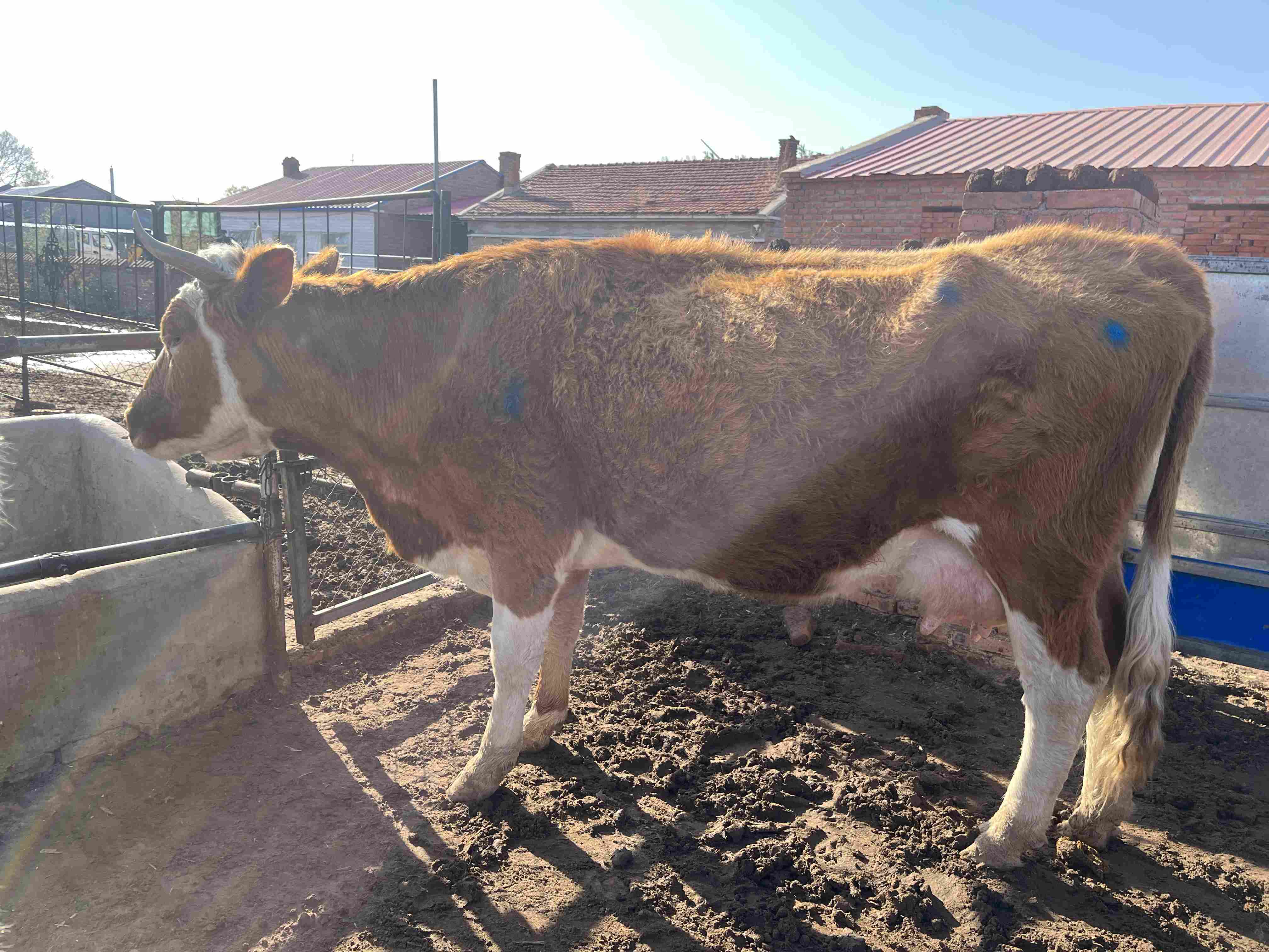 Cow Pose Estimation Keypoint Detection Dataset by ducvn