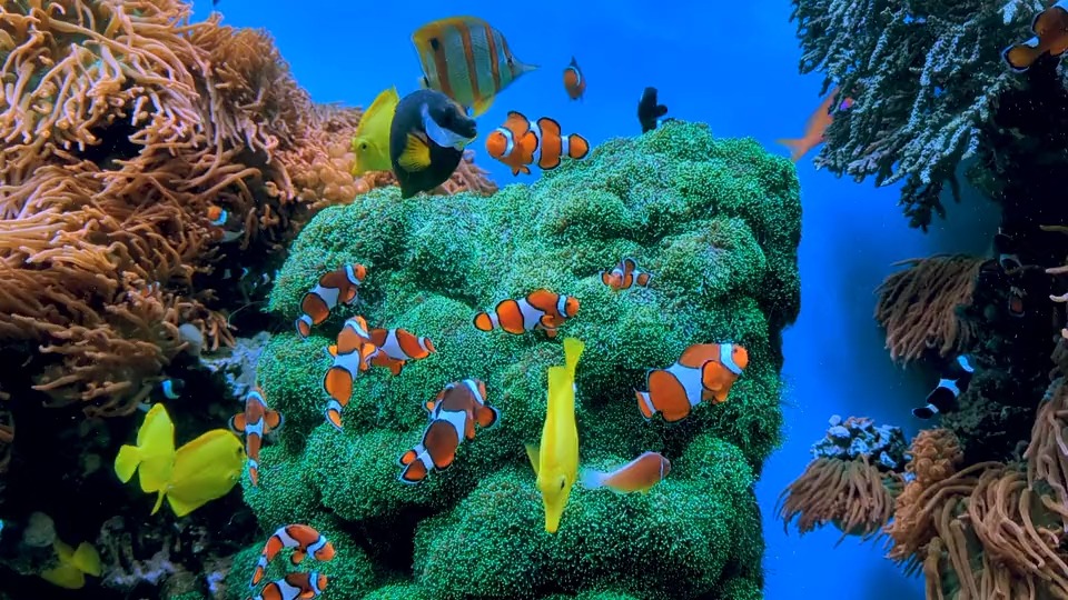 fish Object Detection Model by MyFIrstWS