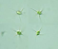 Algae Object Detection Dataset by tcms