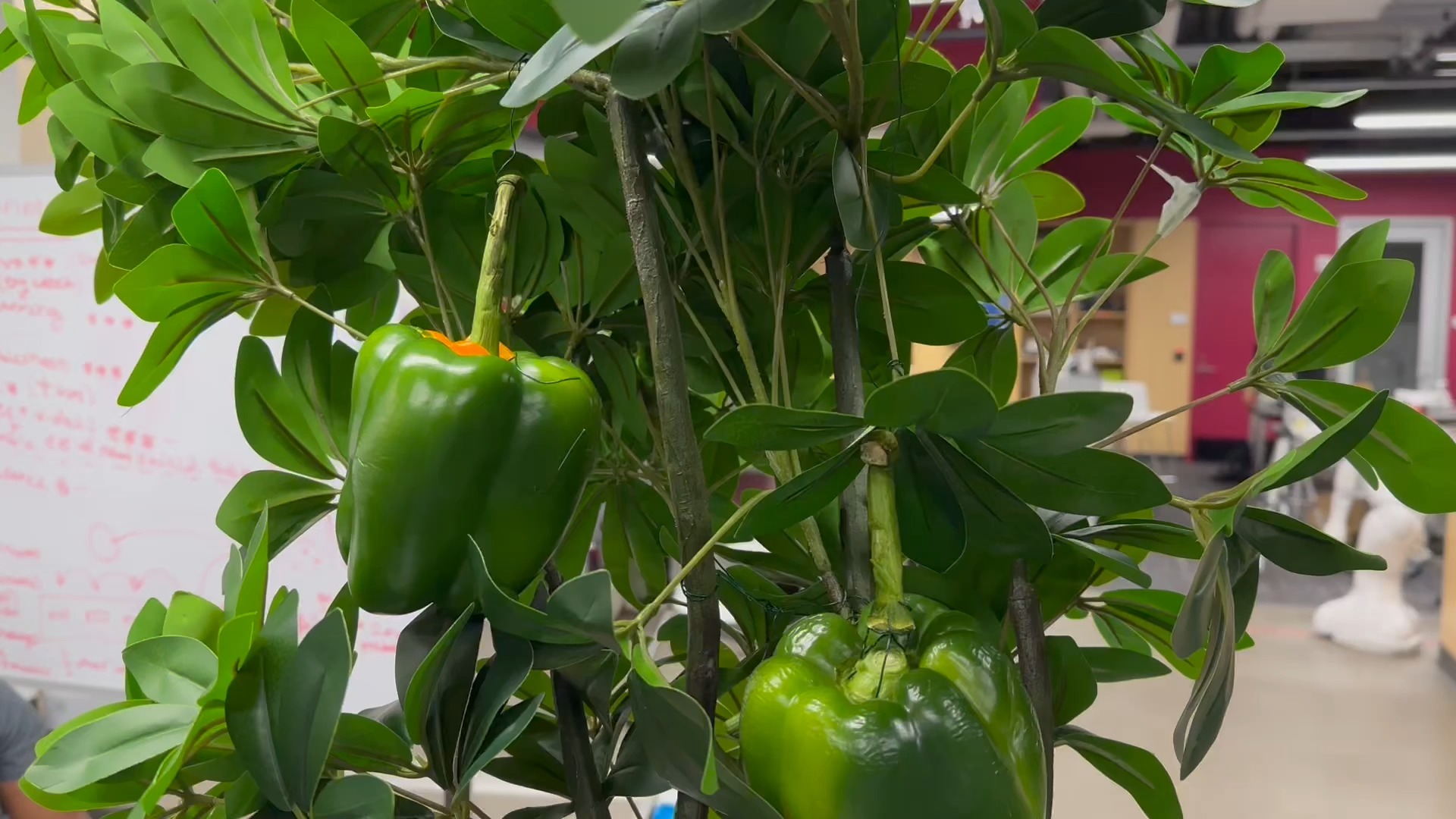 tepper green pepper Object Detection Model by pepperpeople