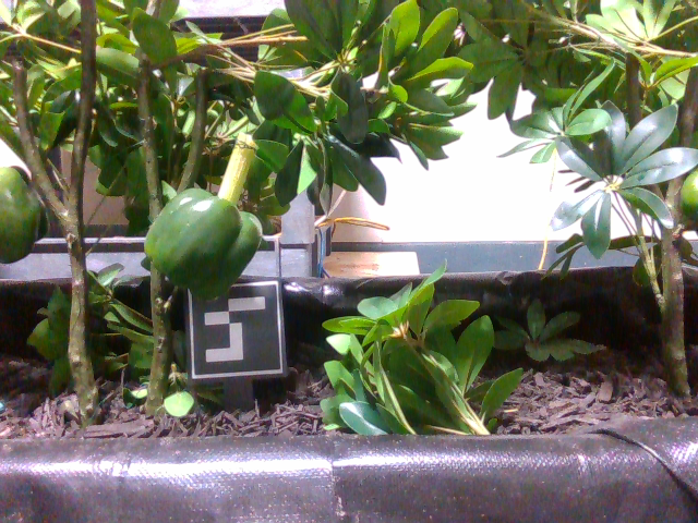 Celery Pepper Instance Segmentation Dataset by pepperpeople