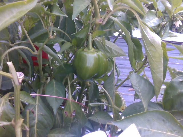 Iowa State Pepper Dataset Instance Segmentation Dataset By Pepperpeople