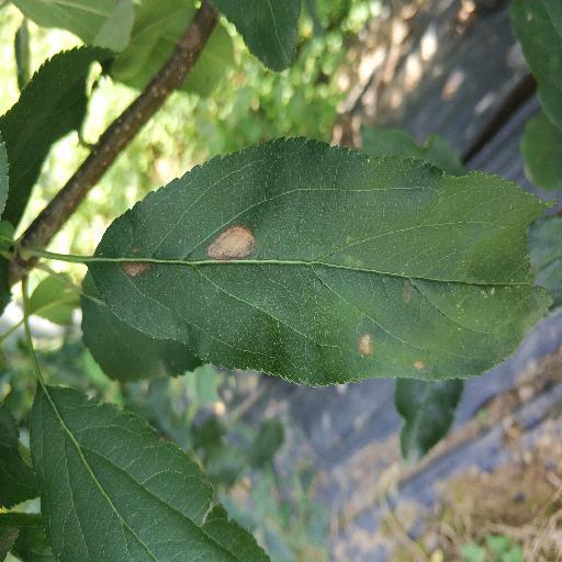 leaf Object Detection Model by emrah