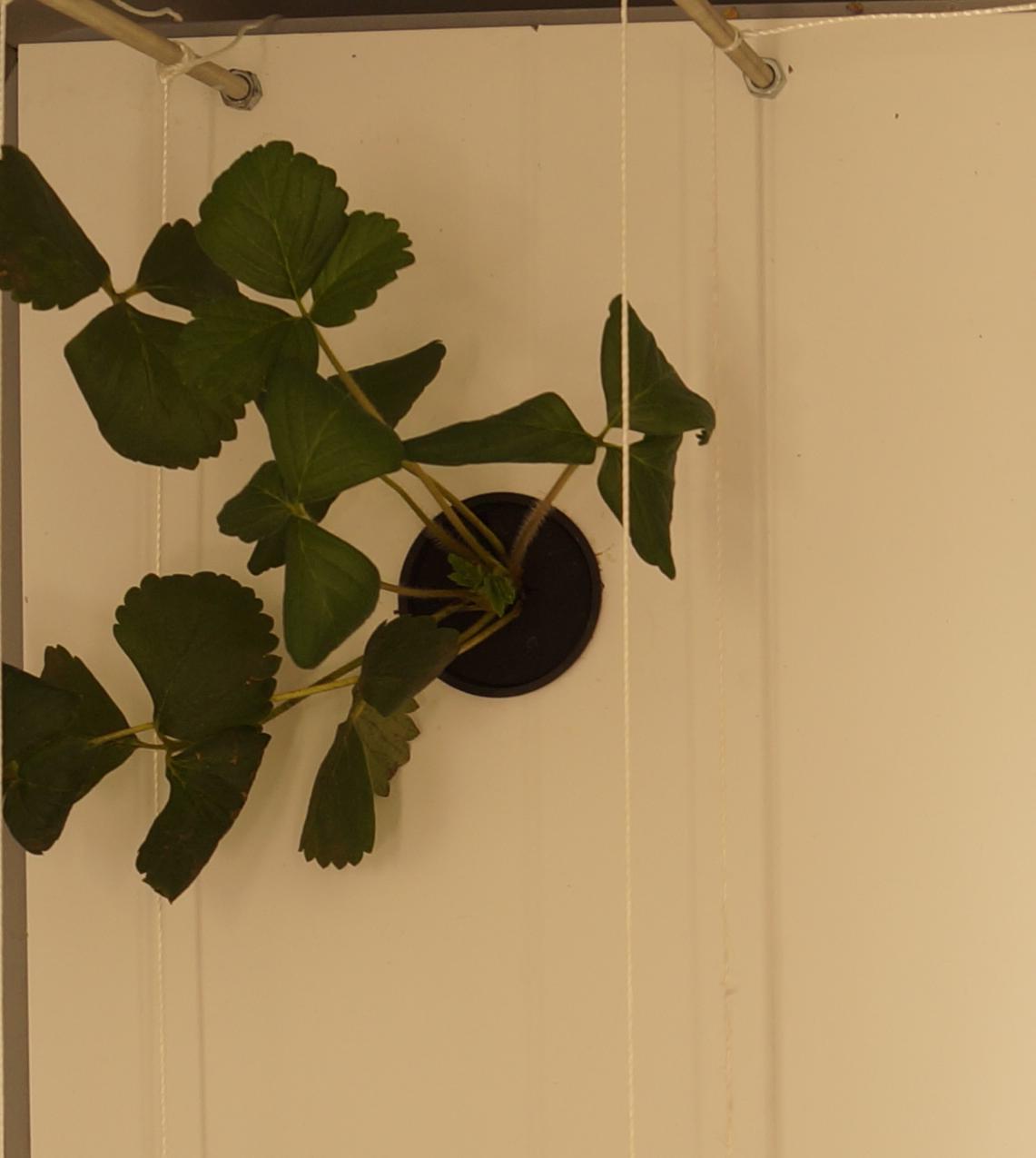 strawberry characteristics RGB angepasst Object Detection Dataset and ...