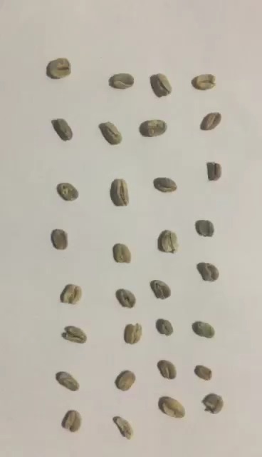 Green Coffee Bean Object Detection Model by Cor Jesu College
