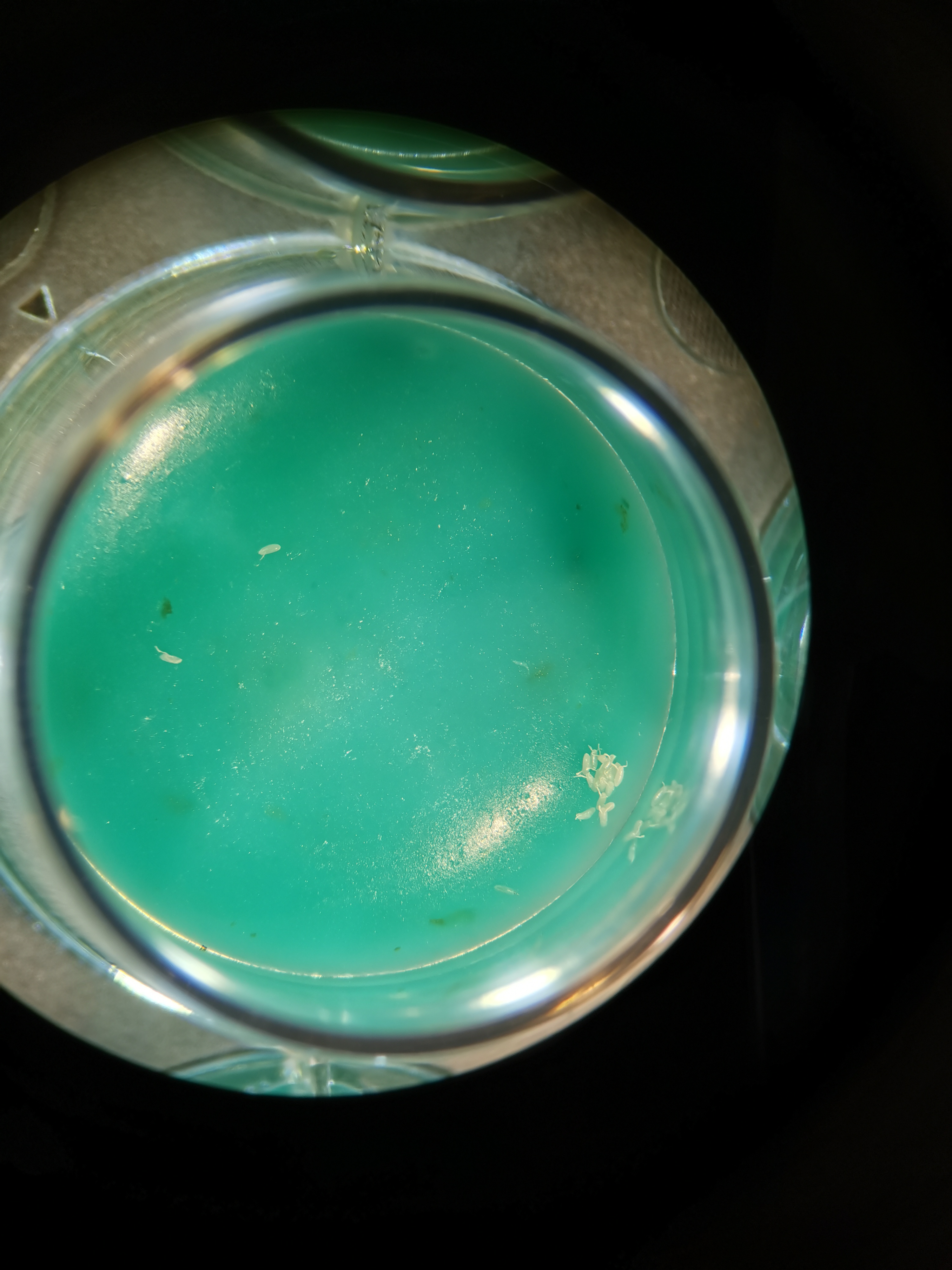 drosos Object Detection Dataset and Pre-Trained Model by new-workspace ...