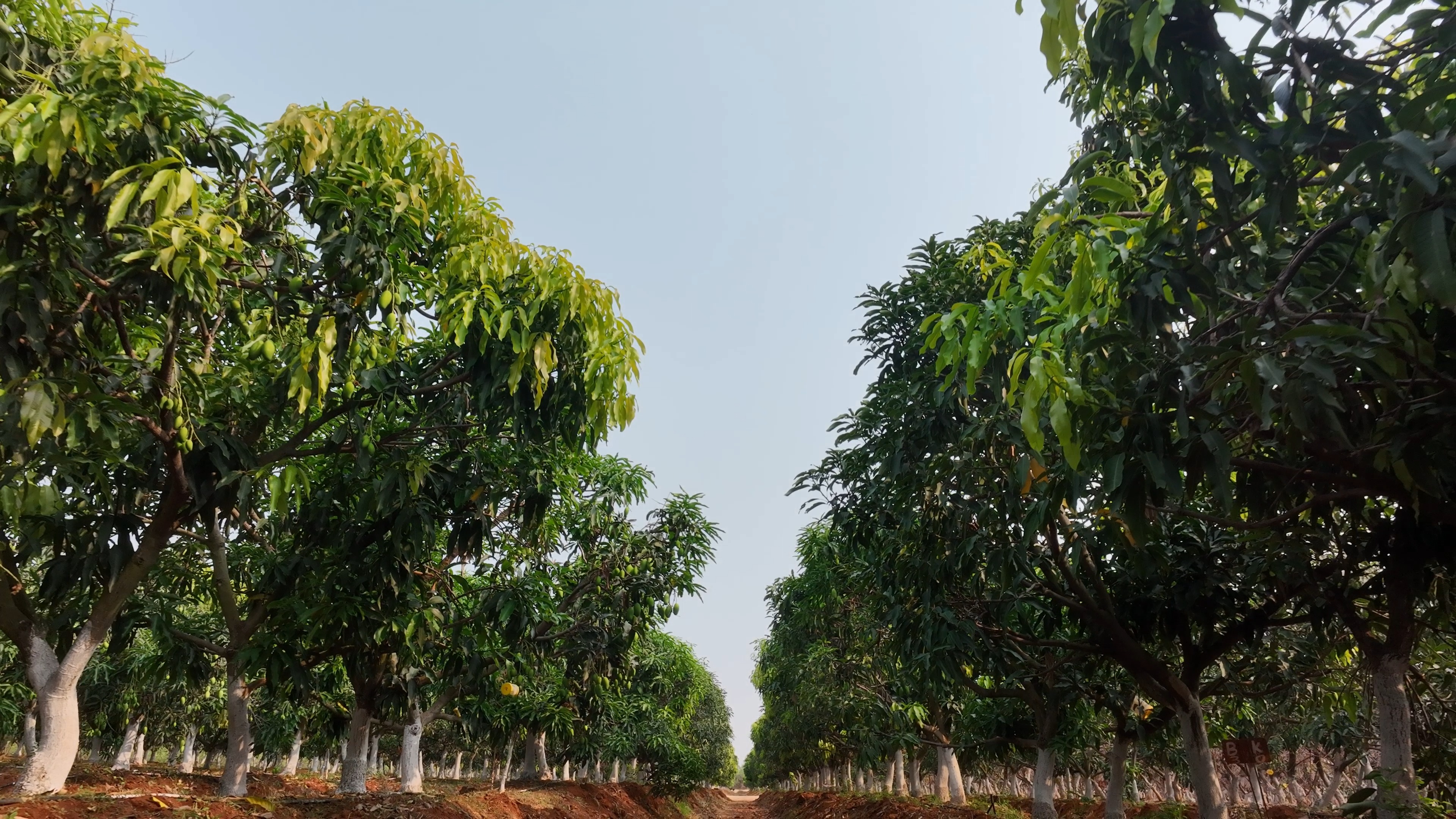 tree identification anotation Object Detection Dataset and Pre-Trained Model by interview