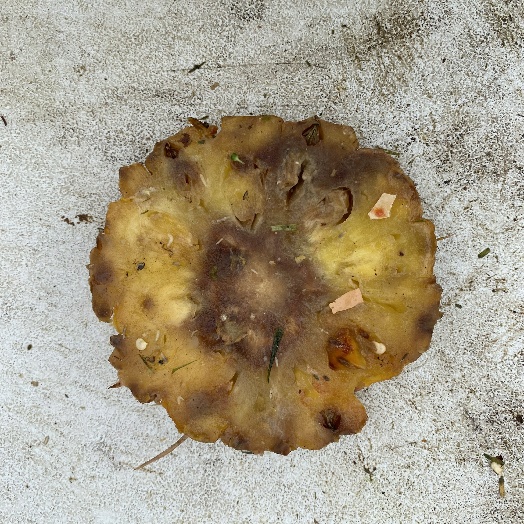 reycling Classification Dataset by recycling