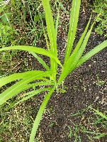 weed identification (weed-identification-qwwes) - Roboflow Universe