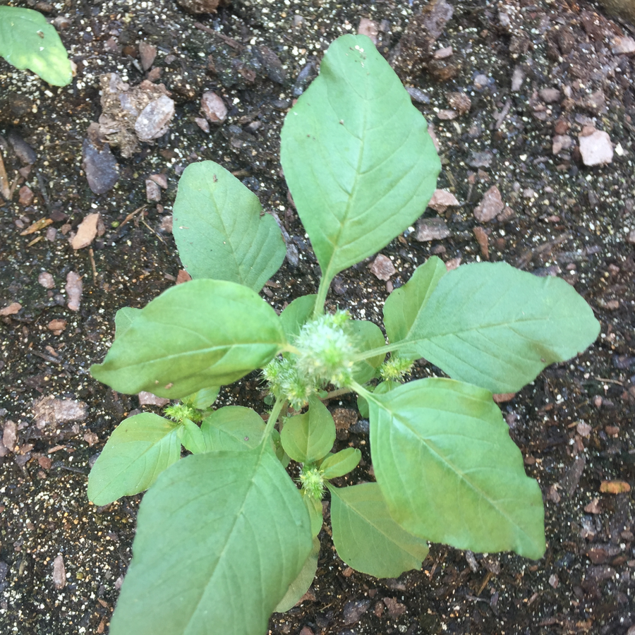 Crops 2 Instance Segmentation Dataset and Pre-Trained Model by 4Weed