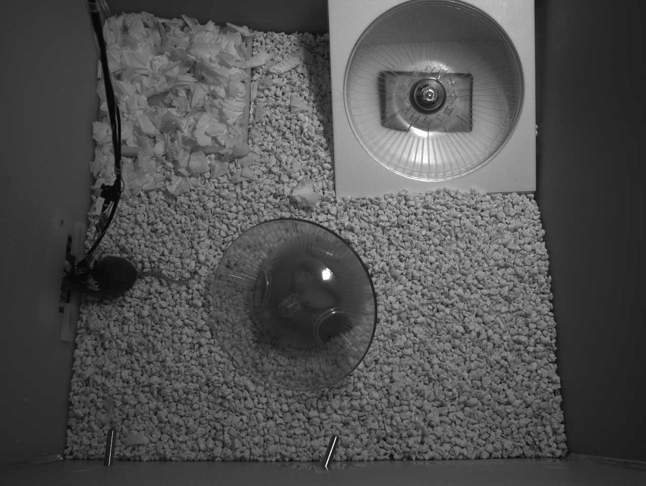 mice Object Detection Dataset and Pre-Trained Model by zhang