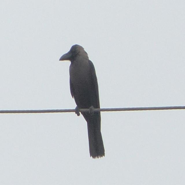 PIYA AI - Roboflow Universe