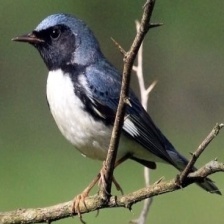 BIRD Object Detection Dataset by harami