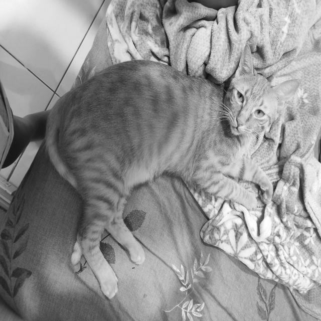 cat Object Detection Model by yolov8