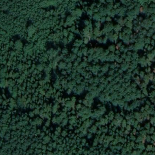Trees Object Detection Dataset by trash