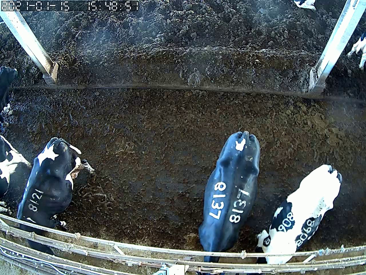 Cow Detect V2 Object Detection Dataset By Yustasspace