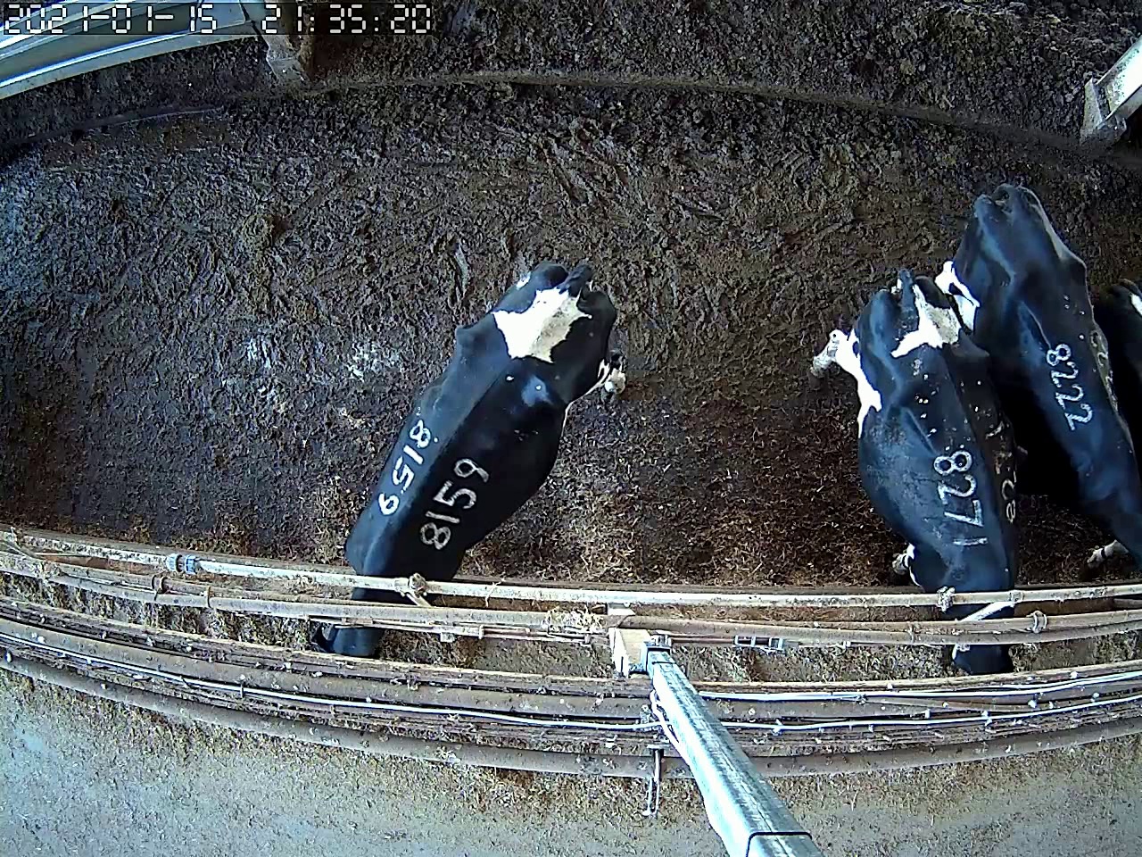 DETR-Cows Object Detection Dataset by YustasSpace