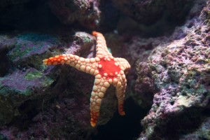 How to Use the HYDRONET Object Detection API