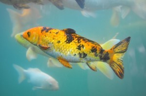 HYDRONET Object Detection Model by Project