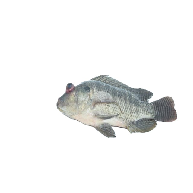 tilapia detection Classification Dataset by tilapia