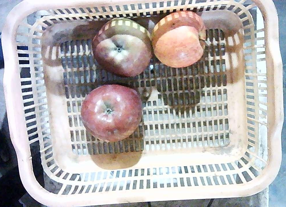 nova Object Detection Dataset by general