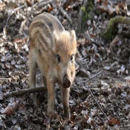 wild boar Object Detection Dataset by YU
