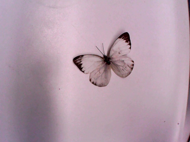 Butterfly Bug Model Object Detection Dataset And Pre Trained Model By Ethans Workspace