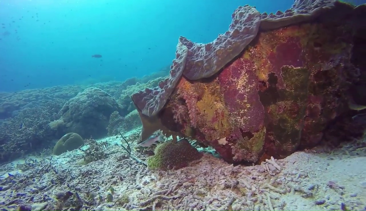 Giant Clam Object Detection Model by Universiti Teknologi Malaysia