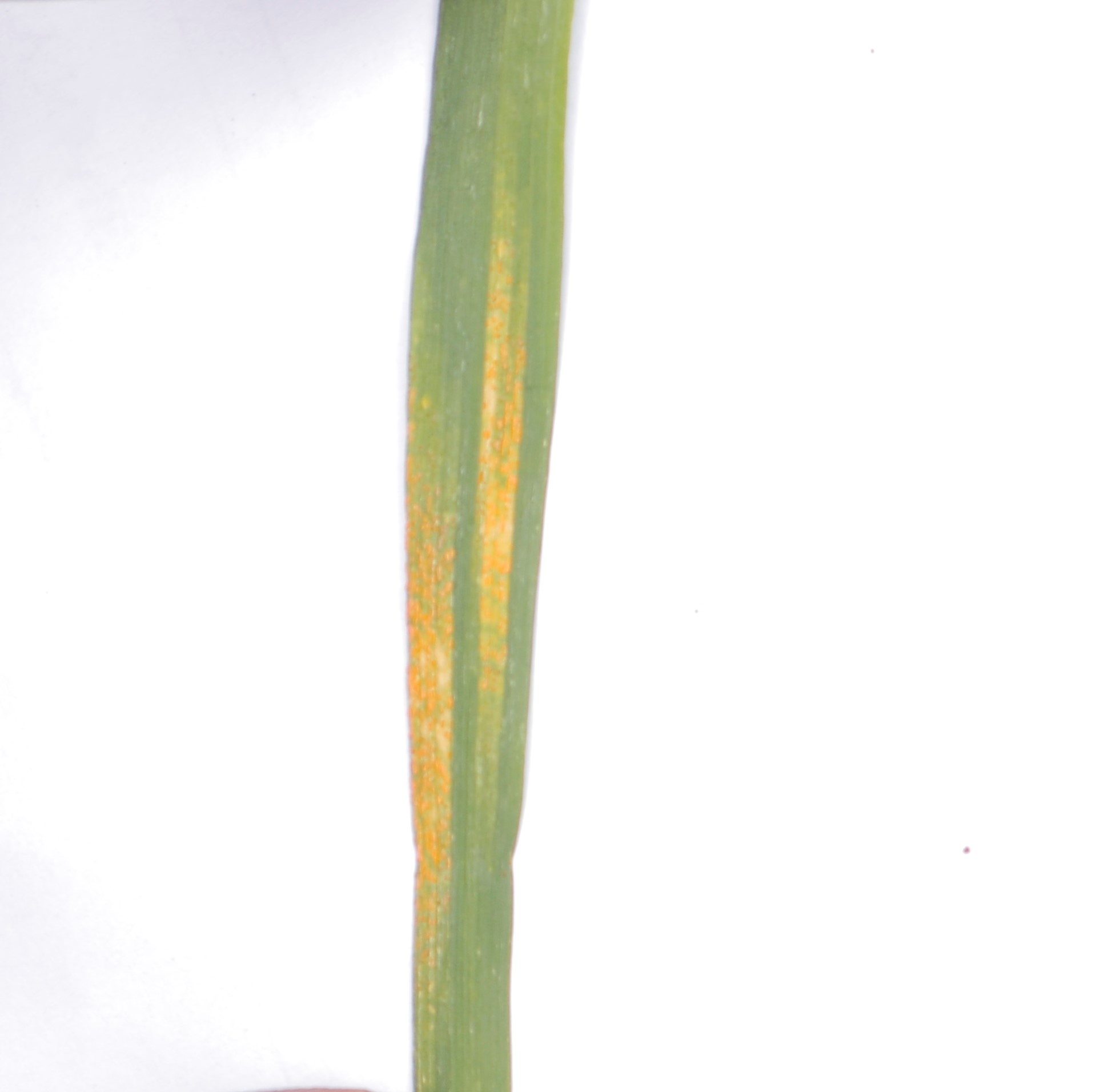 Plant Village Dataset Object Detection Dataset By Farwa Tabassum Asif