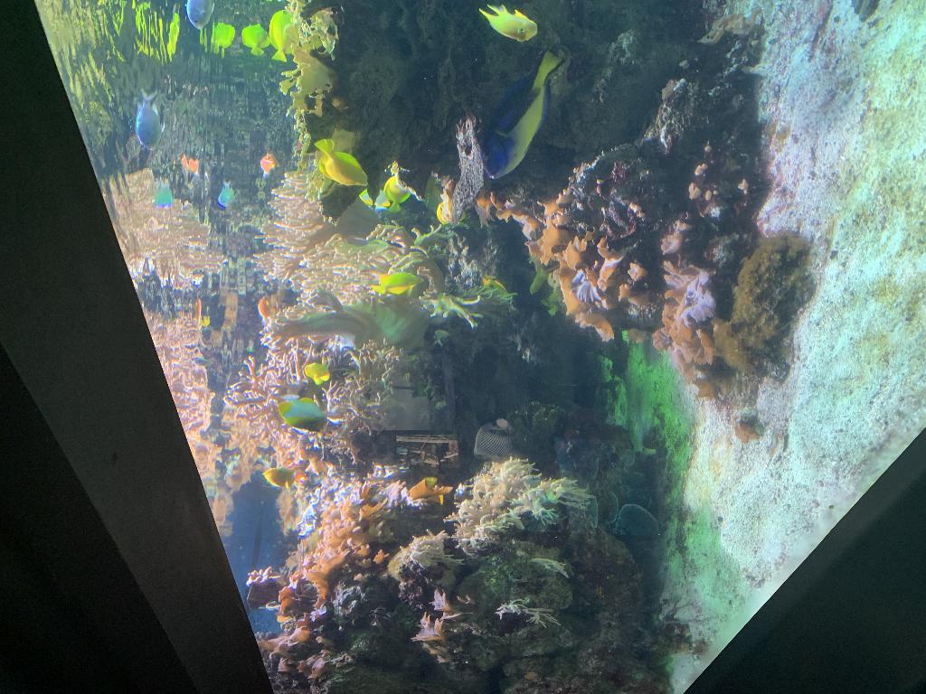 Aquarium Detection Object Detection Dataset by projectsiul