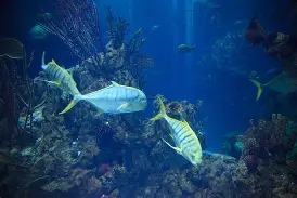 Aquarium Object Detection Dataset by projectsiul