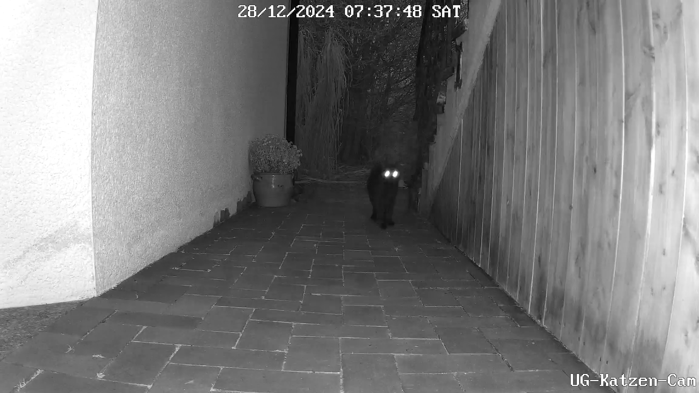 Cat_pray_detector Object Detection Model by Alex