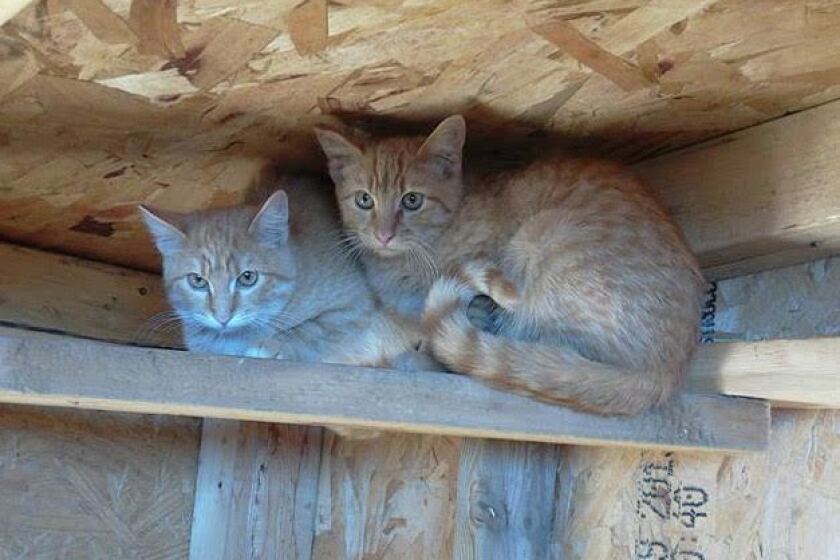 feral-cat-segmentation Instance Segmentation Dataset and Pre-Trained Model by Paul Cashman